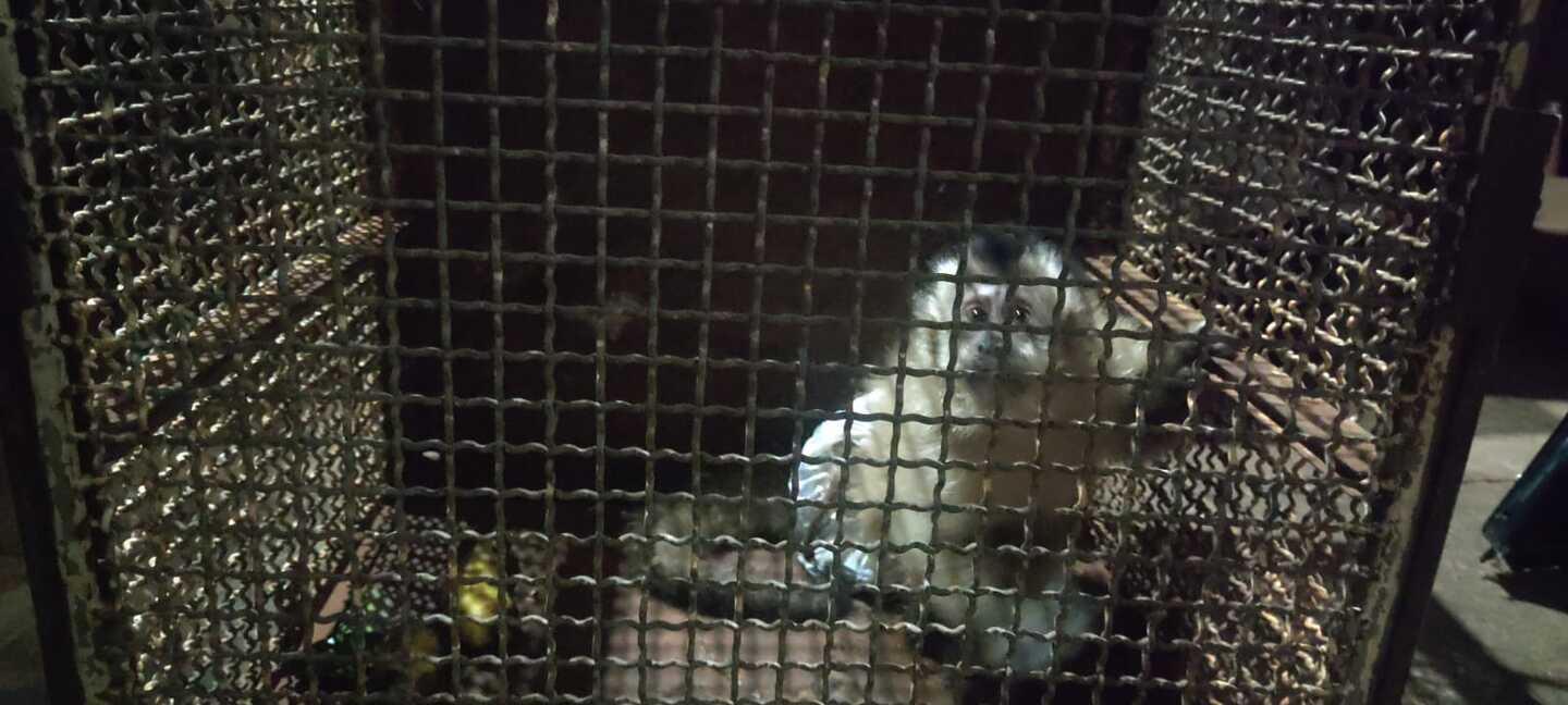 Macaco usando fralda é resgatado pela PMA - RCN67