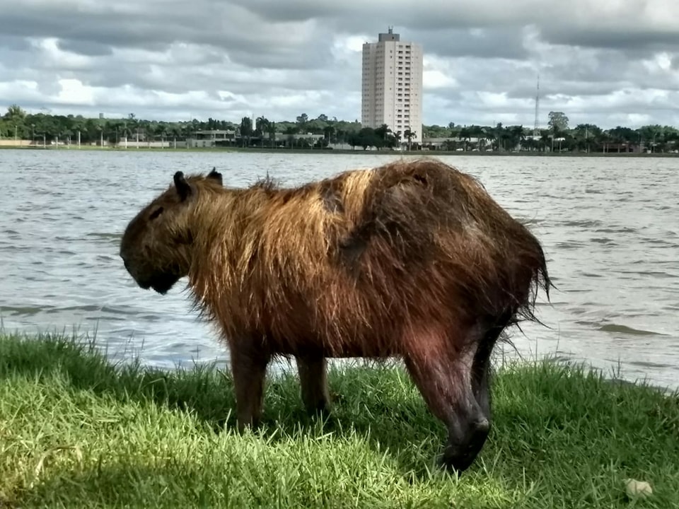 Capivara machucada - RCN67